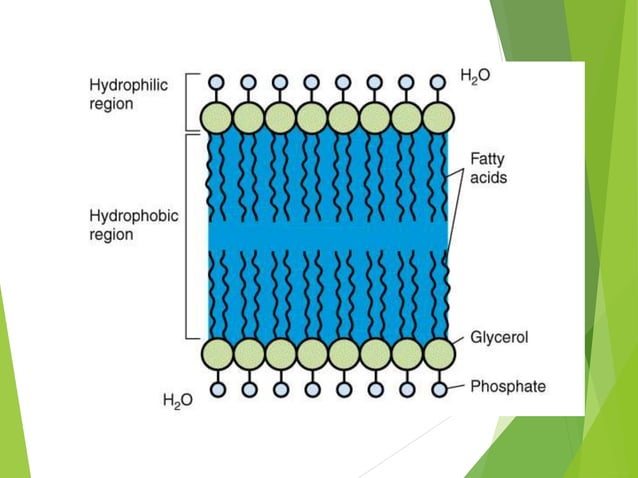structure of bacteria PPT N.pptx
