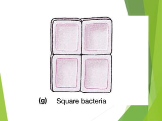 structure of bacteria PPT N.pptx