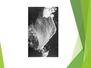 structure of bacteria PPT N.pptx