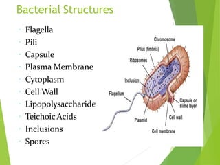 structure of bacteria PPT N.pptx