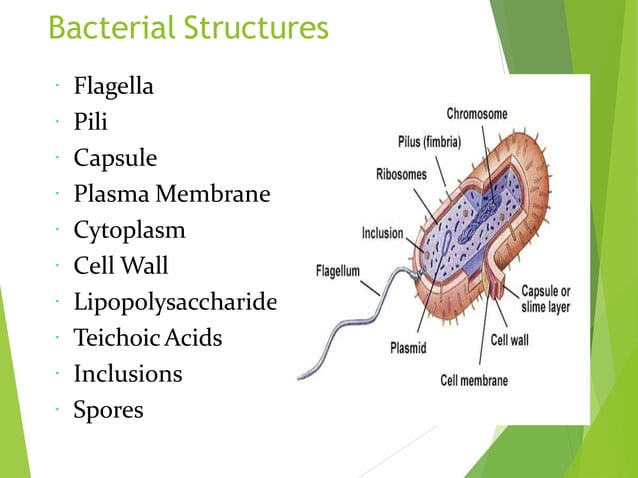 structure of bacteria PPT N.pptx