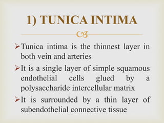 Structure of blood vessel | PPTX