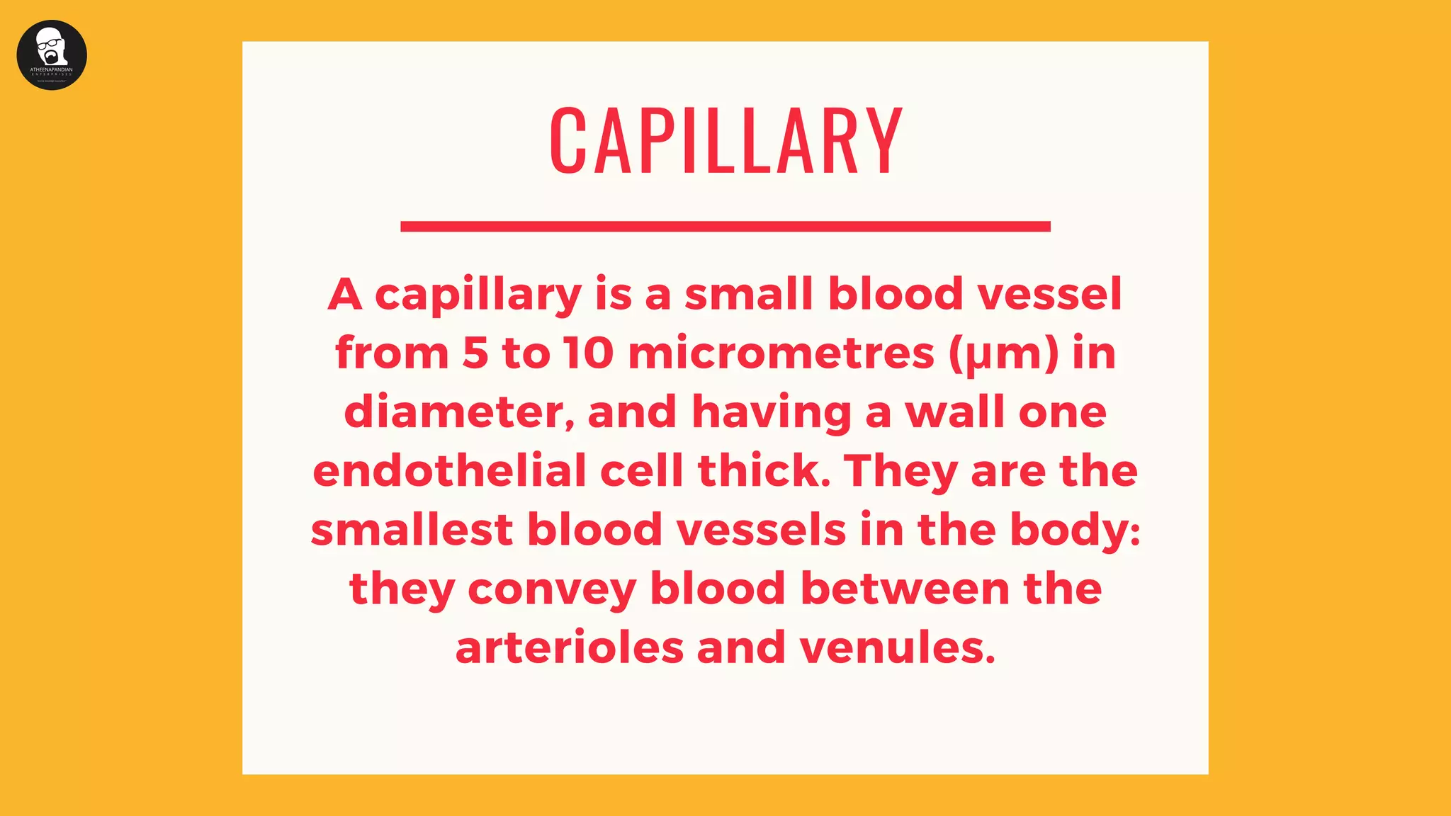 Structure of blood vessels | PDF