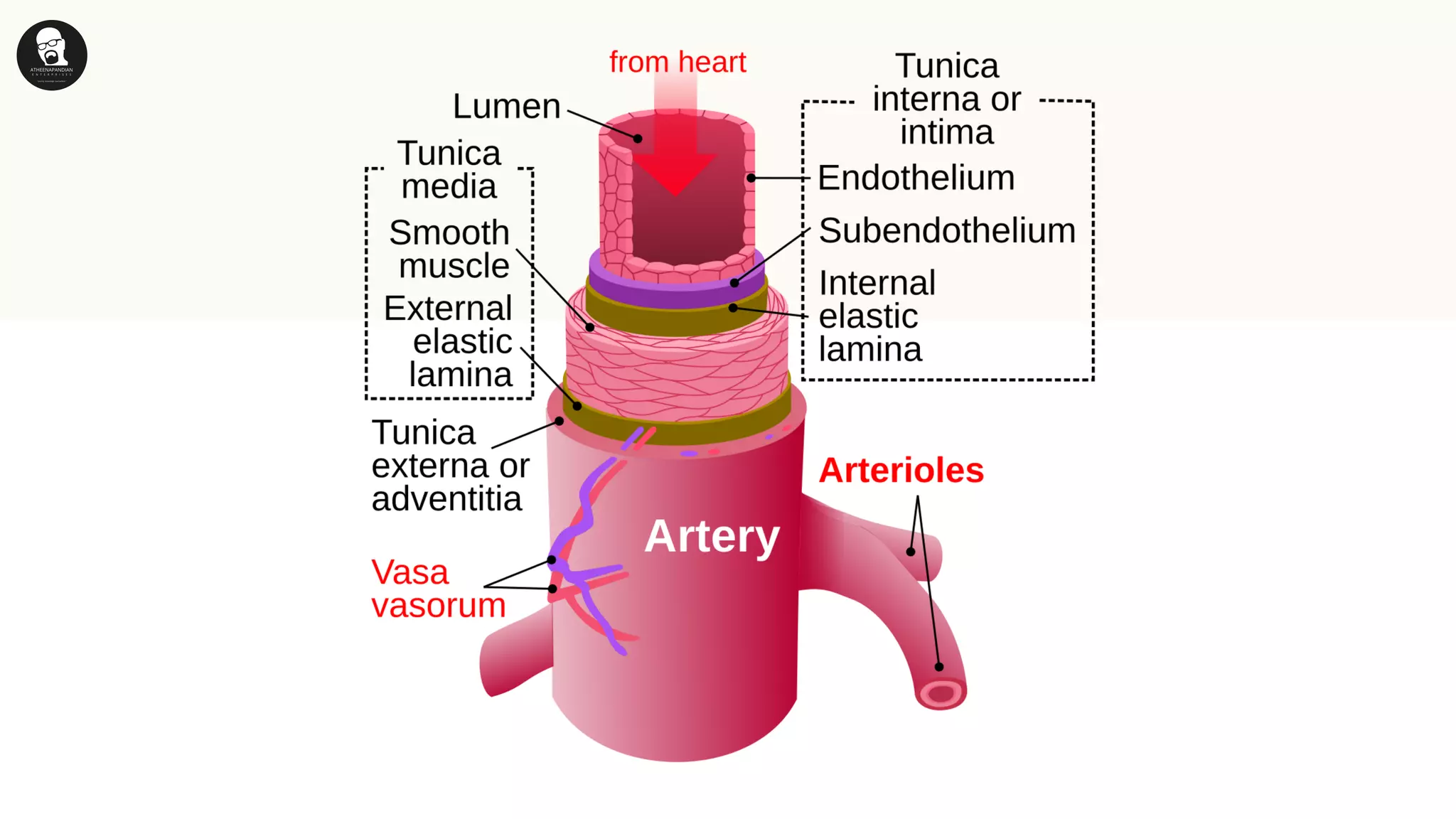 Structure of blood vessels | PDF