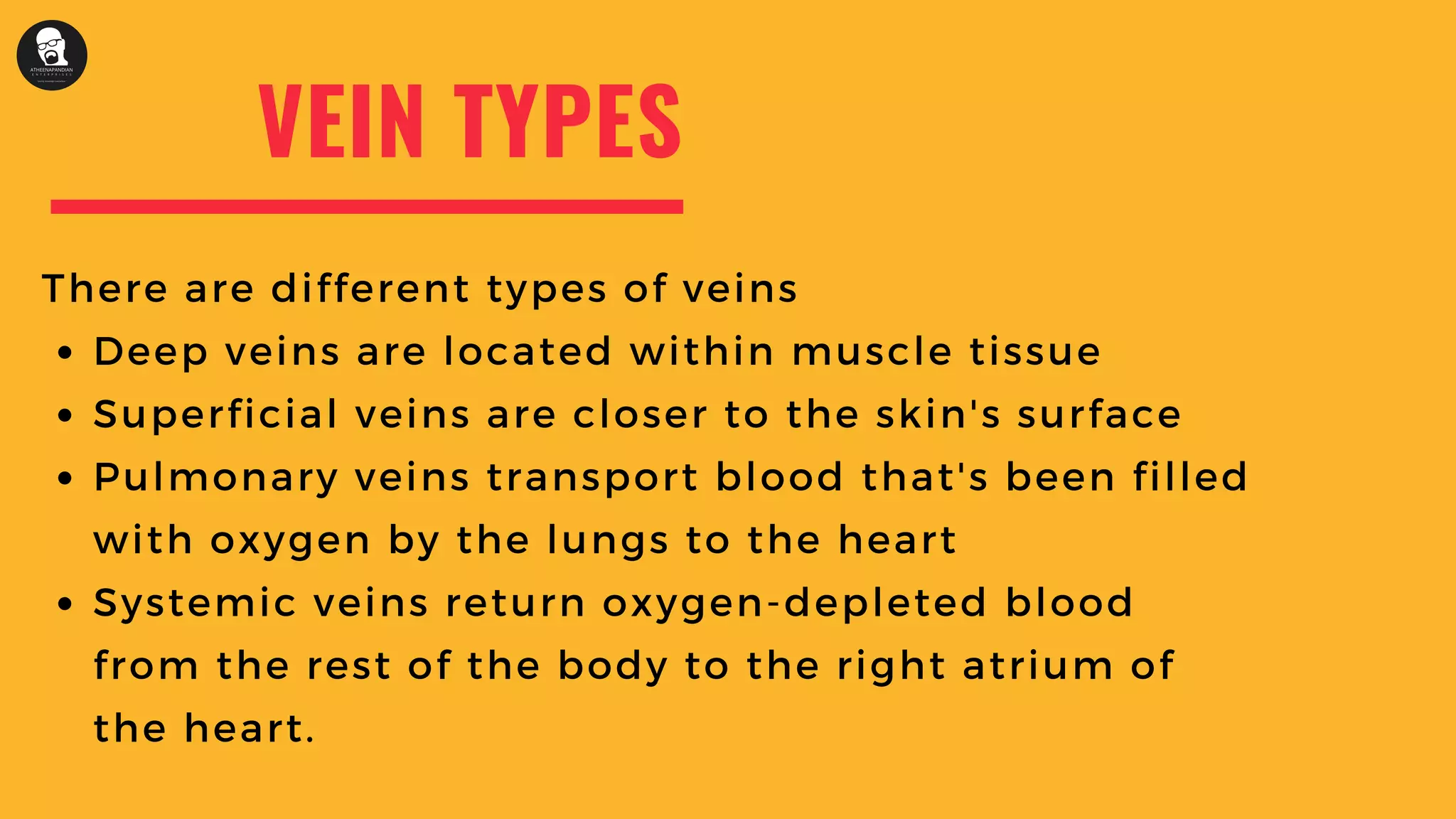 Structure of blood vessels | PDF