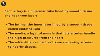 Structure of blood vessels | PDF