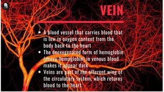 Structure of blood vessels | PDF