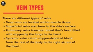 Structure of blood vessels | PDF