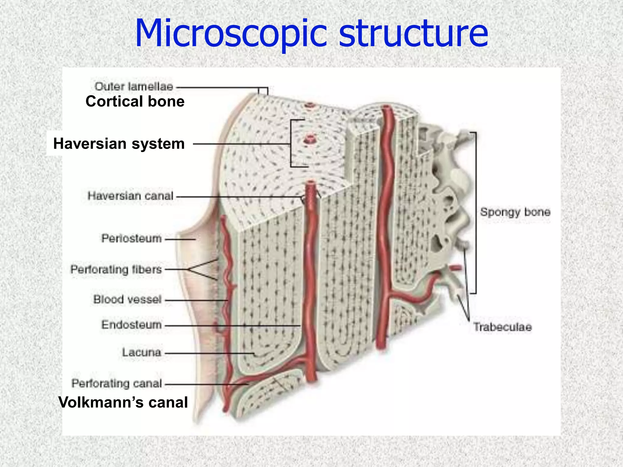 Structure of Bone & Cartilage.ppsx