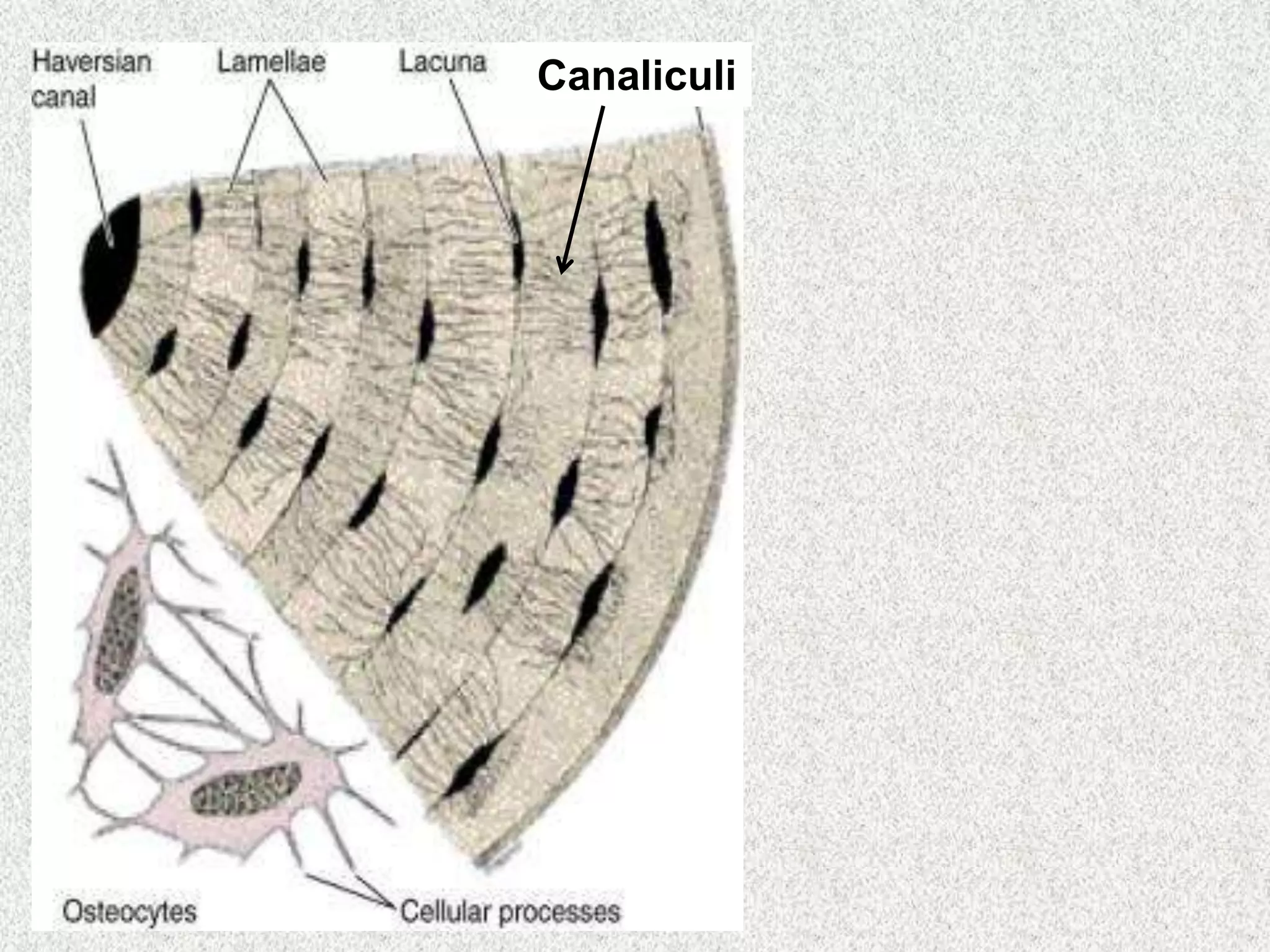 Structure of Bone & Cartilage.ppsx