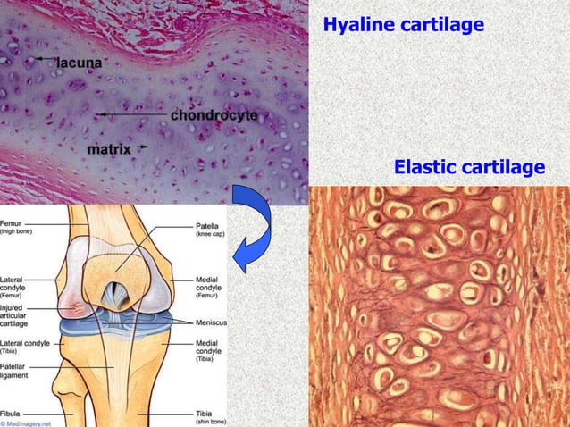 Structure of Bone & Cartilage.ppsx