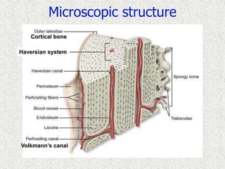 Structure of Bone & Cartilage.ppsx