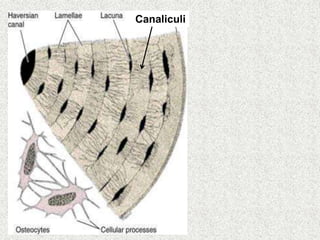 Structure of Bone & Cartilage.ppsx