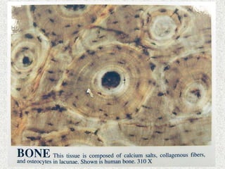 Structure of Bone & Cartilage.ppsx