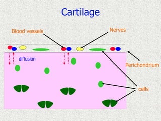 Structure of Bone & Cartilage.ppsx