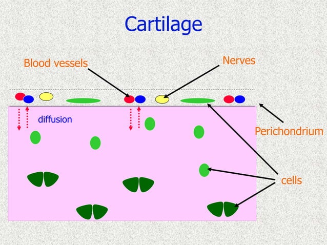 Structure of Bone & Cartilage.ppsx
