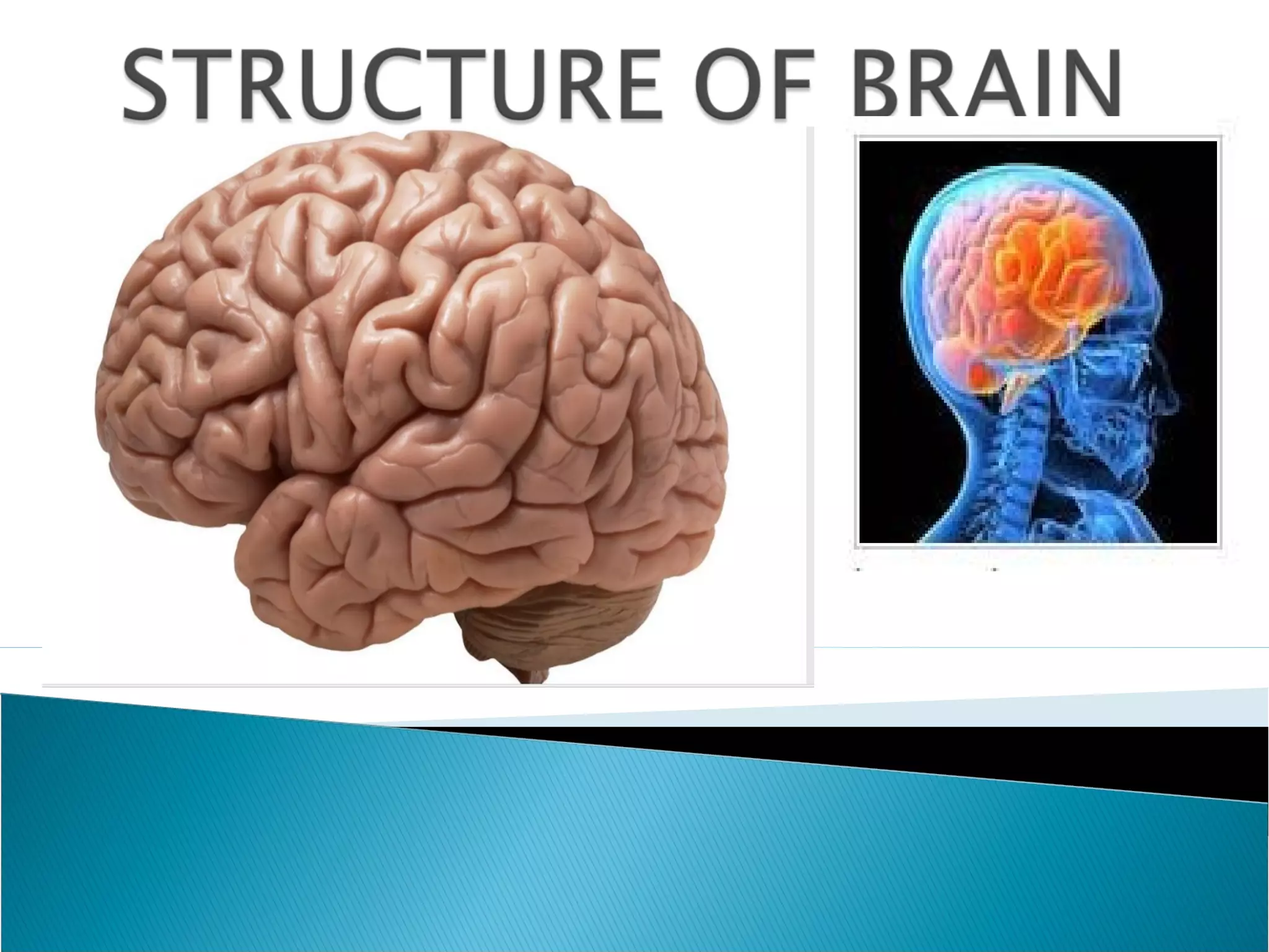 Structure of brain | PPT