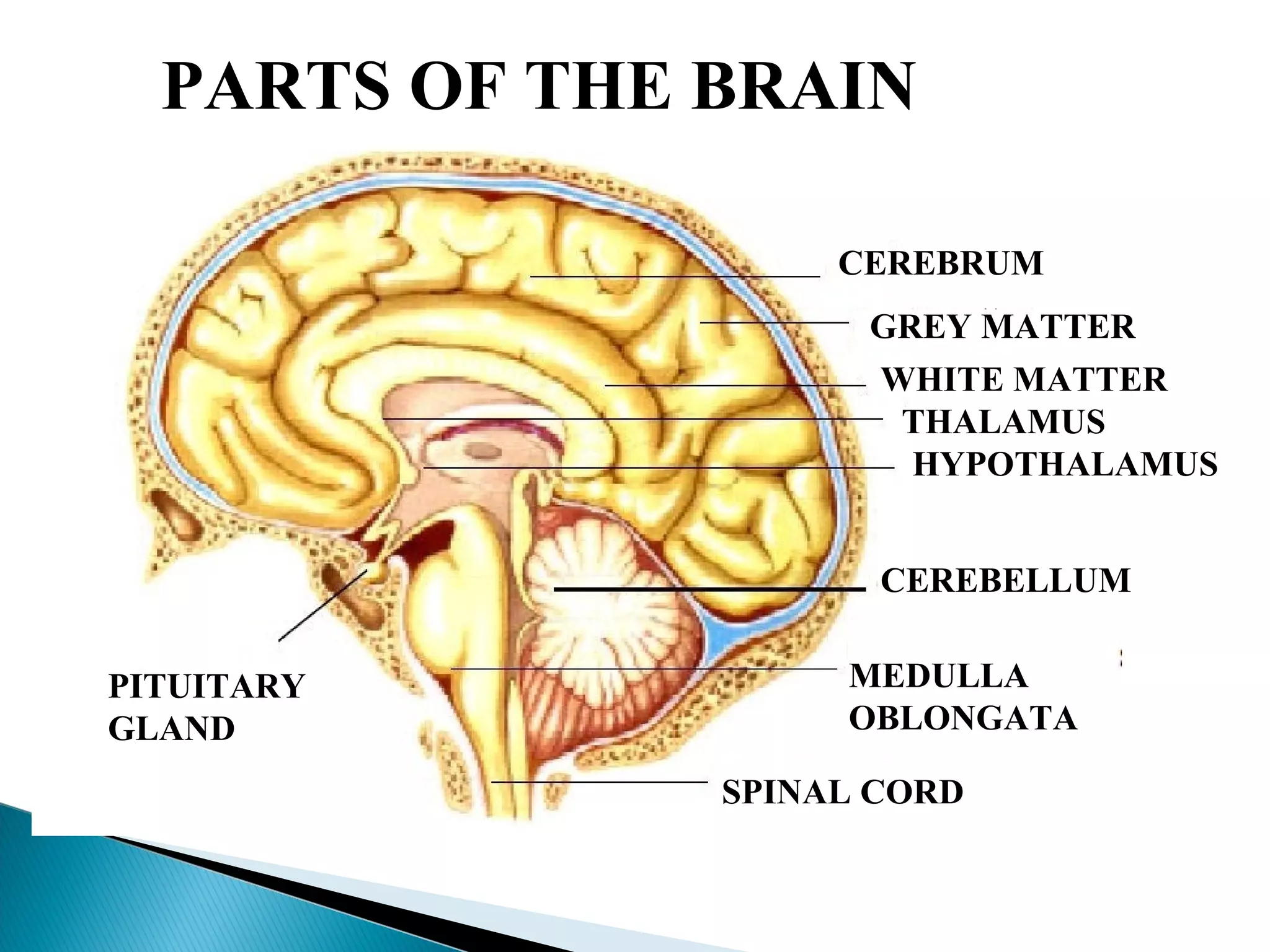 Structure of brain | PPT