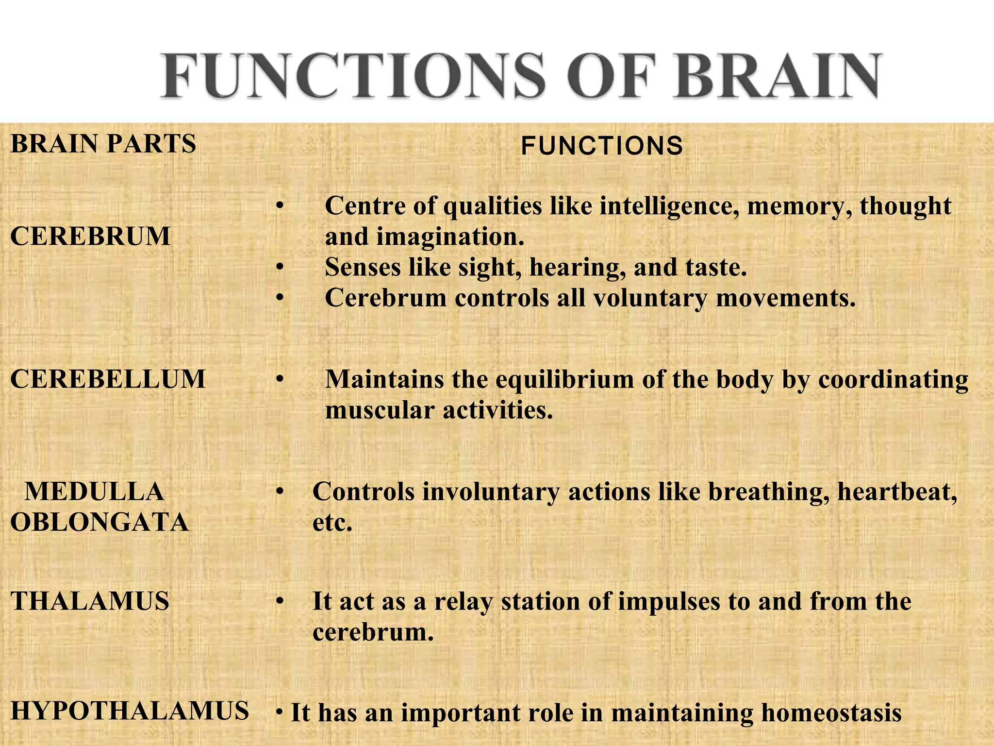Structure of brain | PPT