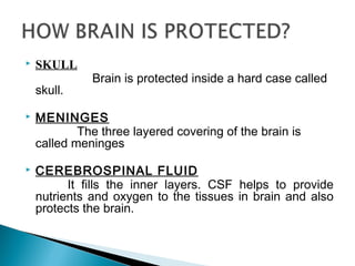 Structure of brain | PPT