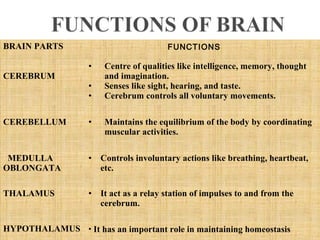 Structure of brain | PPT