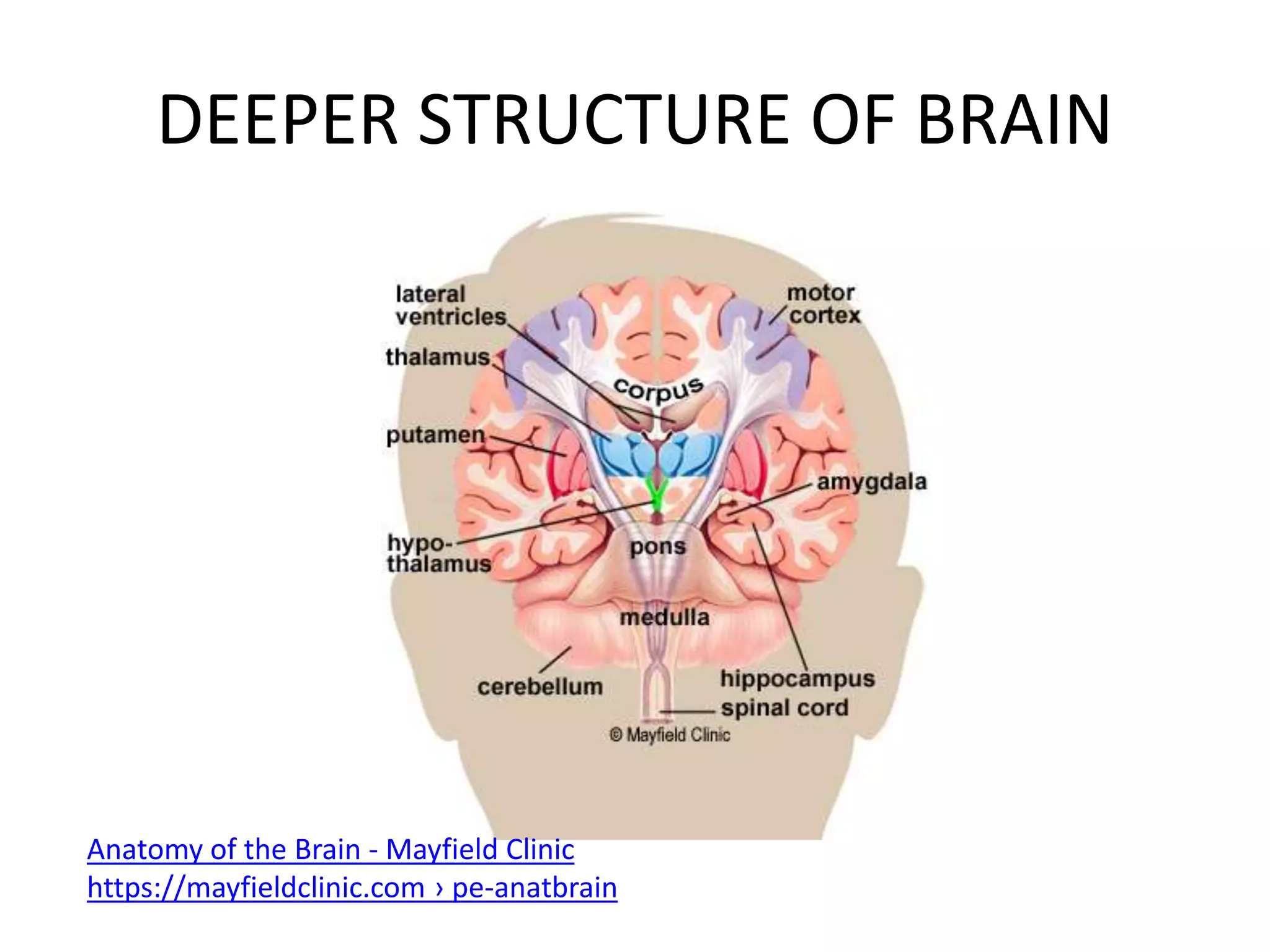 Structure of Brain.pptx