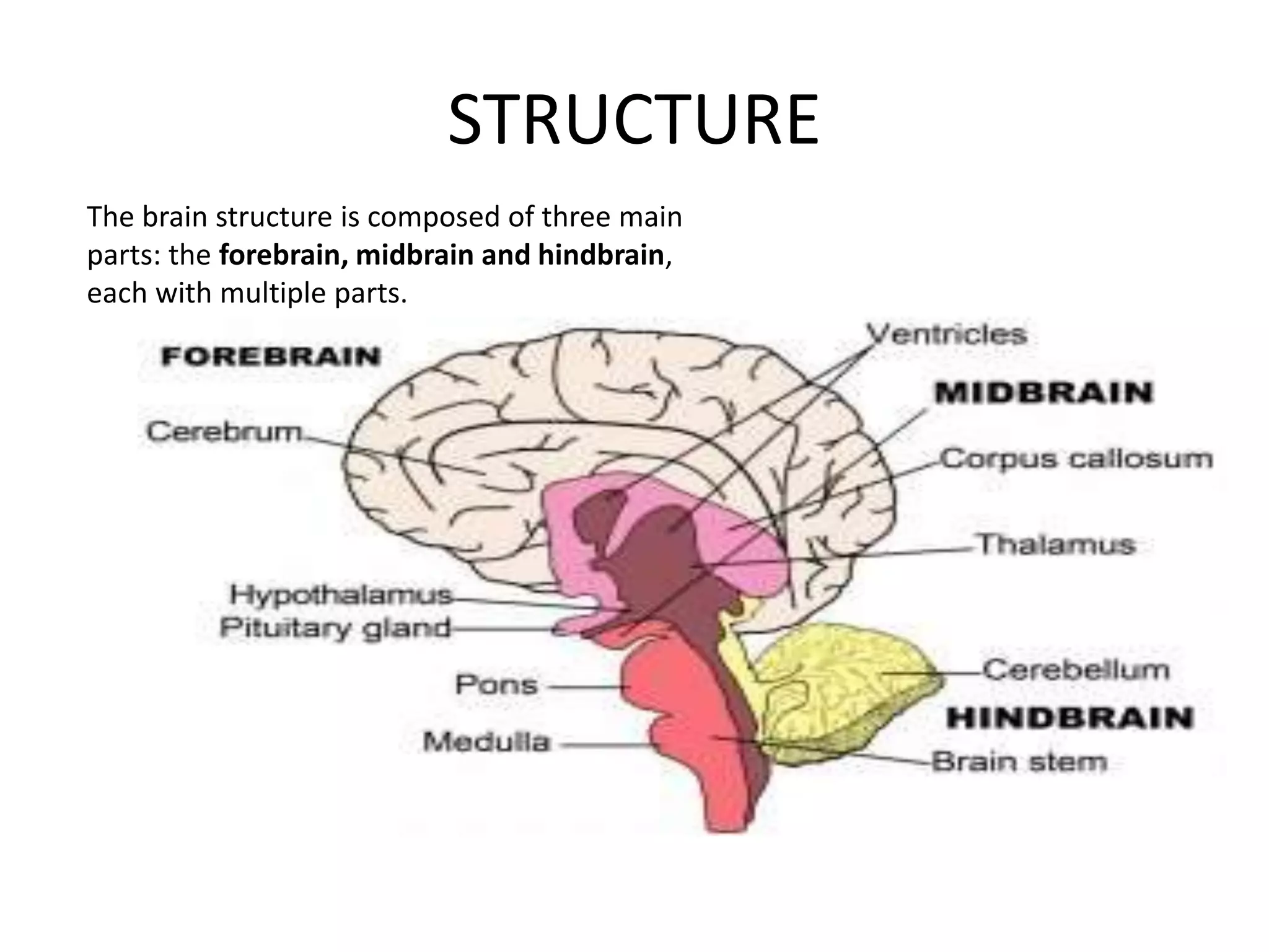 Structure of Brain.pptx