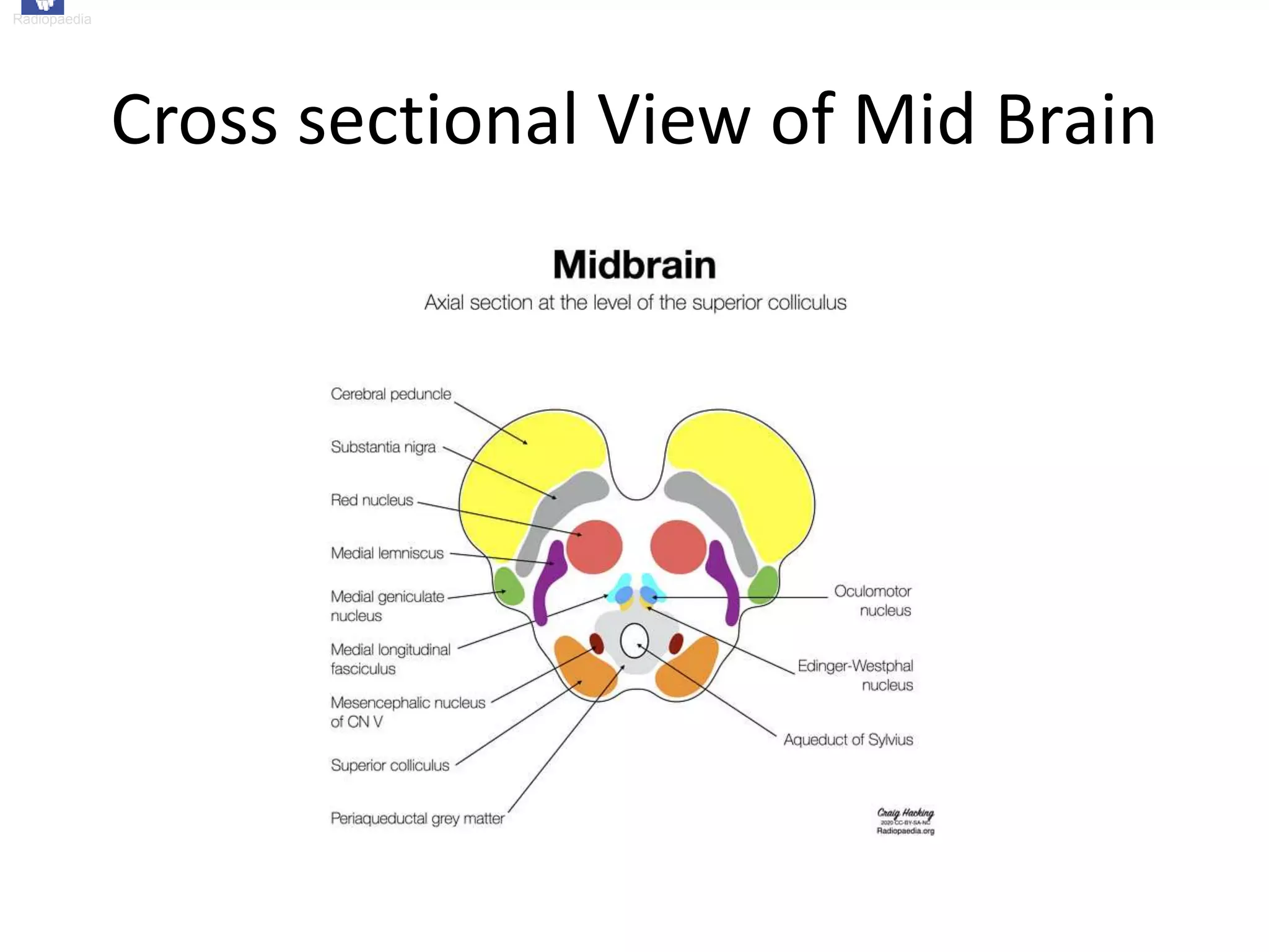 Structure of Brain.pptx