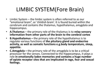 Structure of Brain.pptx