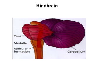 Structure of Brain.pptx