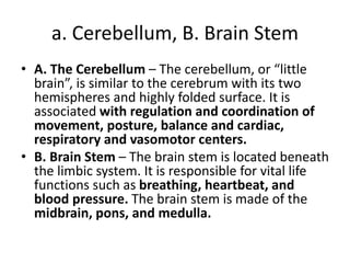 Structure of Brain.pptx