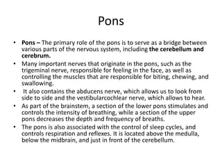 Structure of Brain.pptx