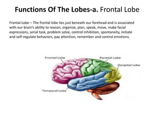 Structure of Brain.pptx