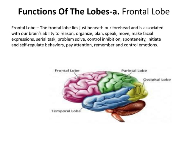 Structure of Brain.pptx