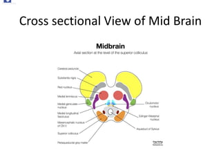 Structure of Brain.pptx