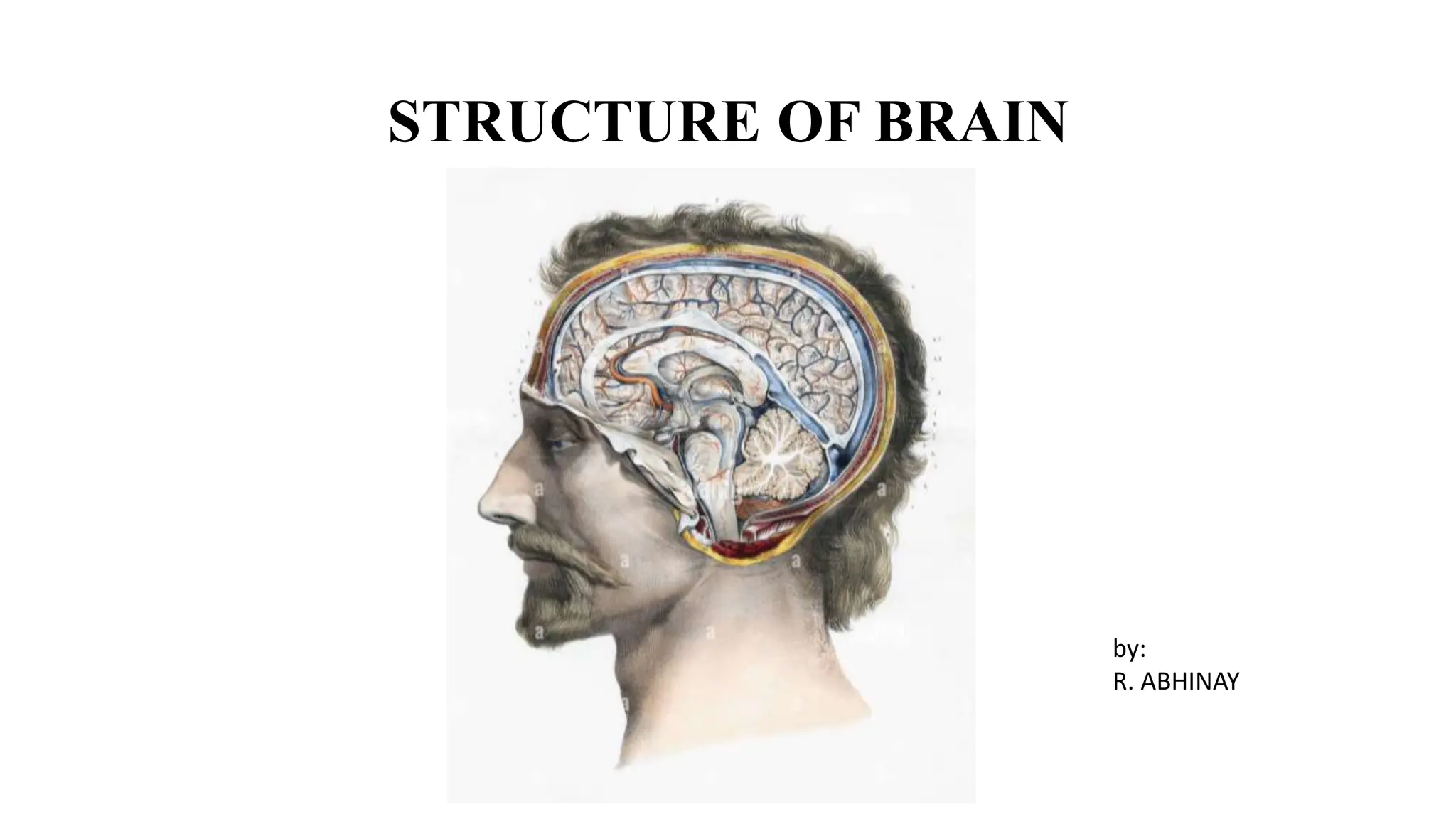 STRUCTURE OF BRAIN.pptx indetail structure of b | PPT