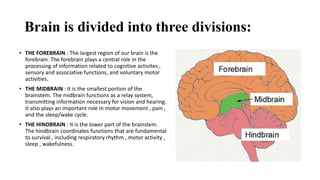 STRUCTURE OF BRAIN.pptx indetail structure of b | PPT