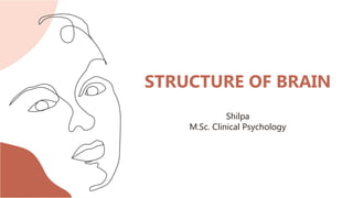 Understanding the Structure of the Brain | PPT
