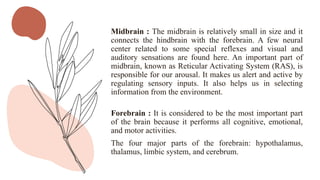 Understanding the Structure of the Brain | PPT
