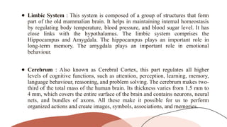 Understanding the Structure of the Brain | PPTX