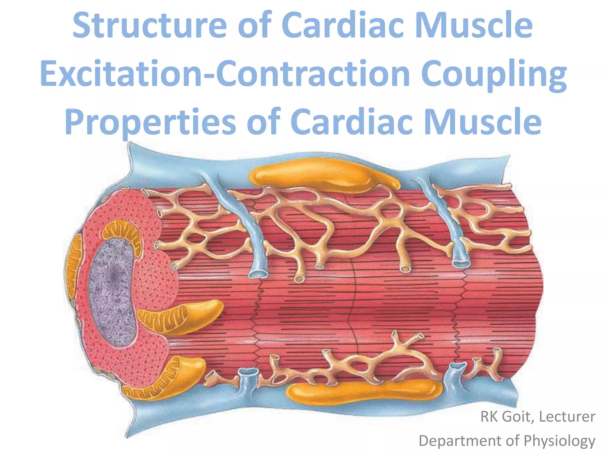 Structure of cardiac muscle excitation contraction coupling properties ...