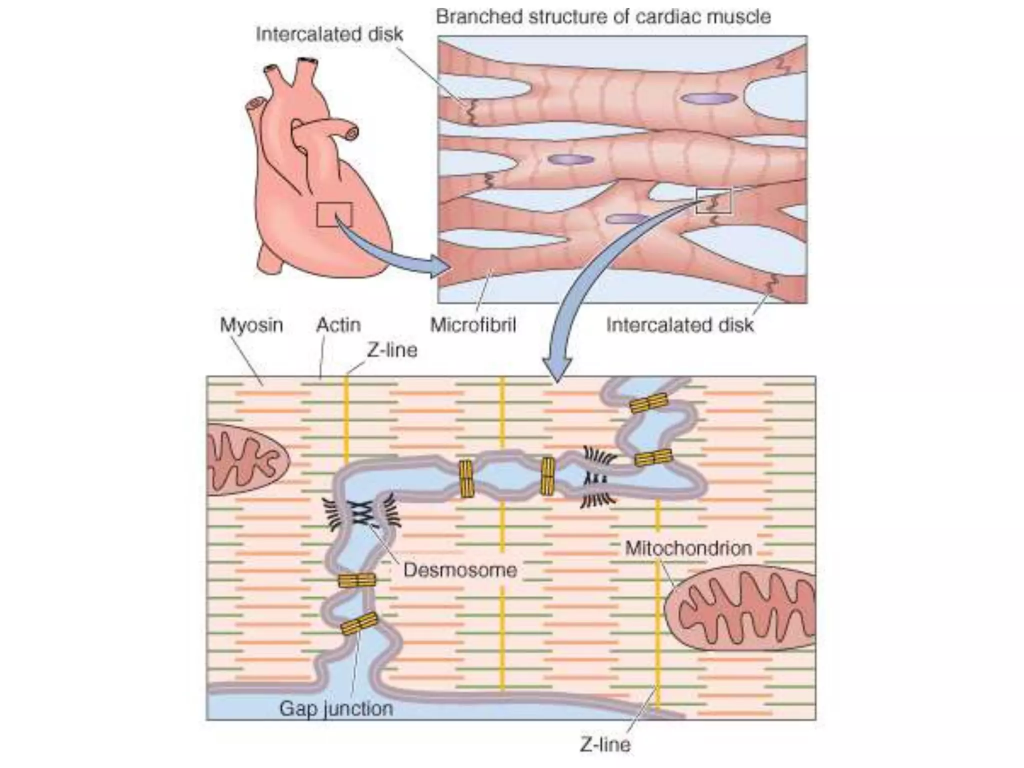 Structure of cardiac muscle excitation contraction coupling properties ...
