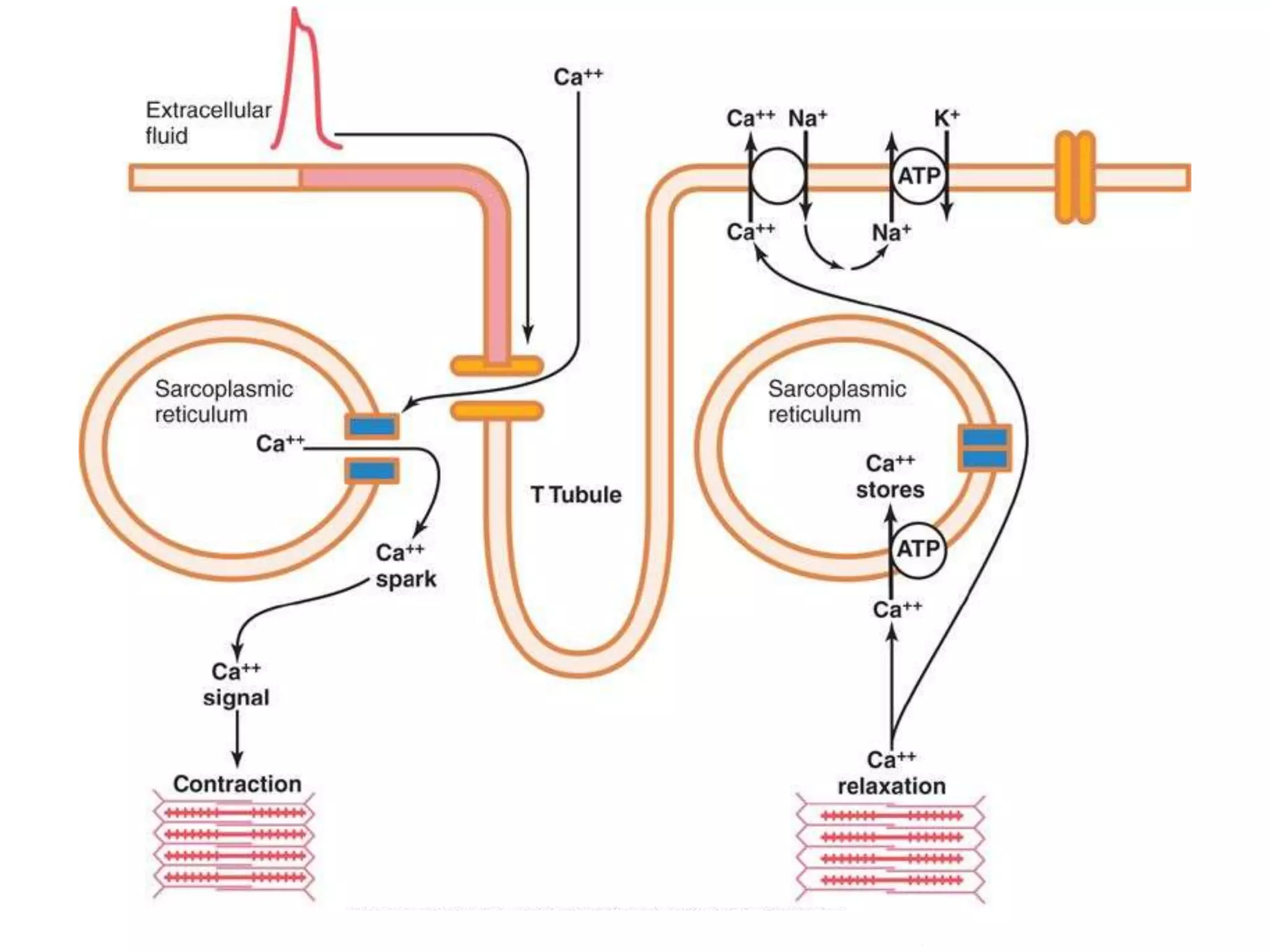 Structure of cardiac muscle excitation contraction coupling properties ...