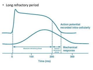 Structure of cardiac muscle excitation contraction coupling properties ...