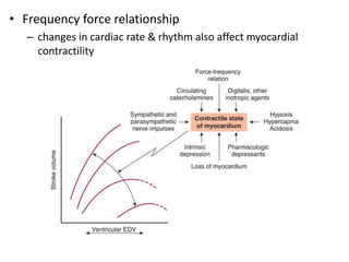 Structure of cardiac muscle excitation contraction coupling properties ...