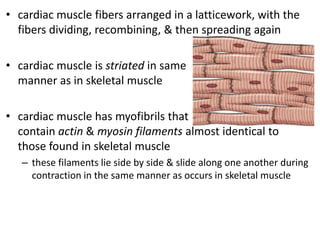 Structure of cardiac muscle excitation contraction coupling properties ...