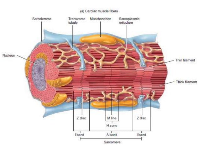 Structure of cardiac muscle excitation contraction coupling properties ...