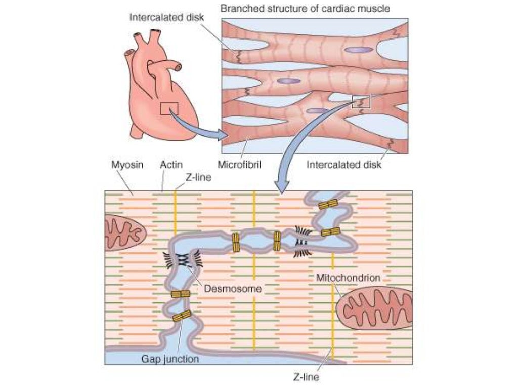 Structure of cardiac muscle excitation contraction coupling propertie…