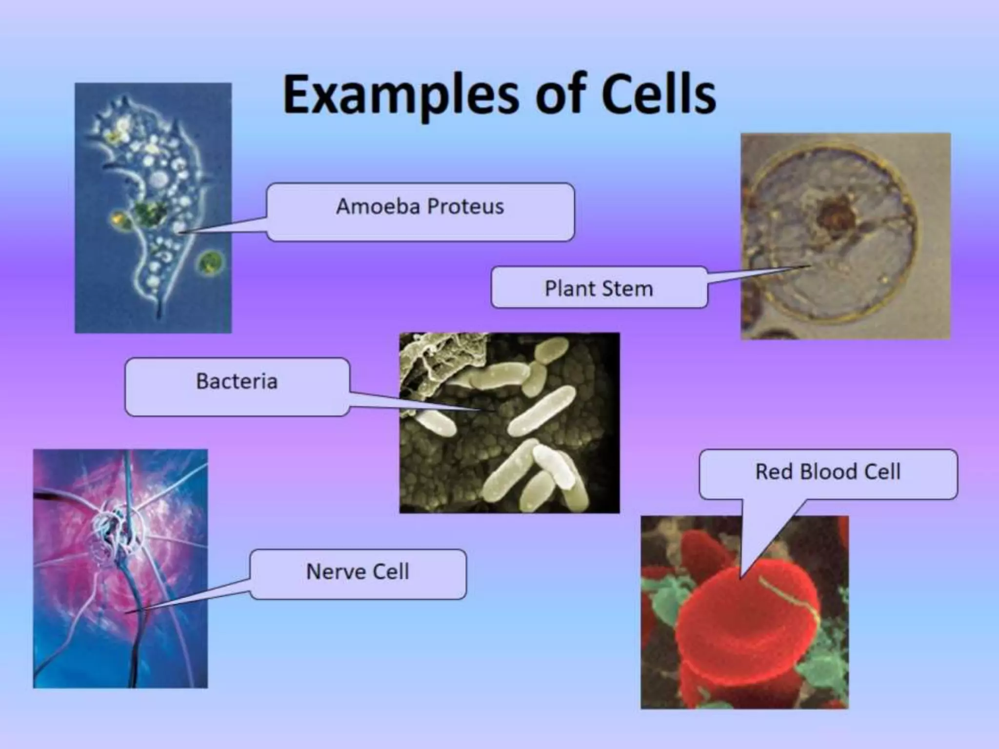 Structure of cell | PPTX