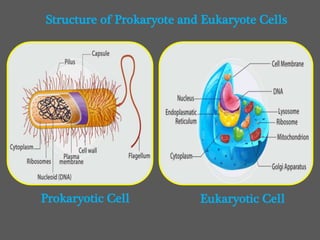 Structure of cell | PPTX
